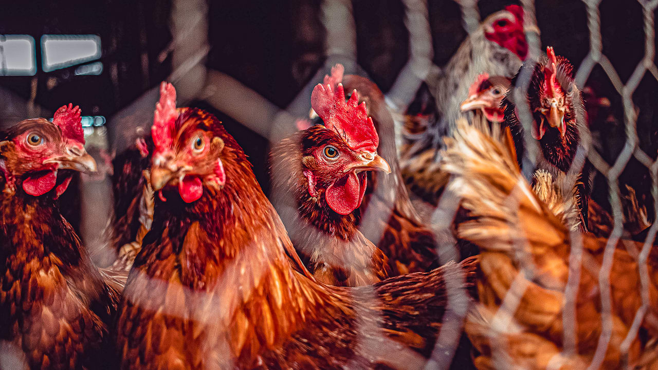 Avian bird flu outbreak: What to know about H5N1 symptoms and vaccines