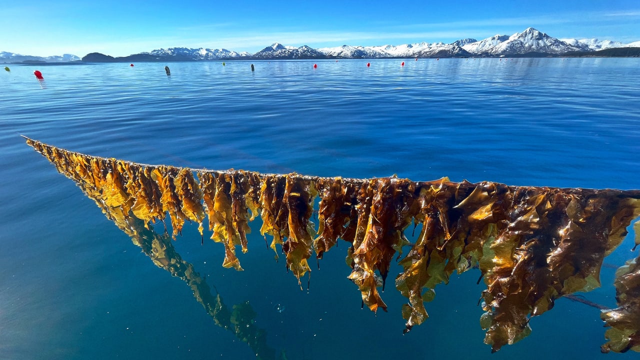 Why this startup wants to help build a seaweed industry in Alaska