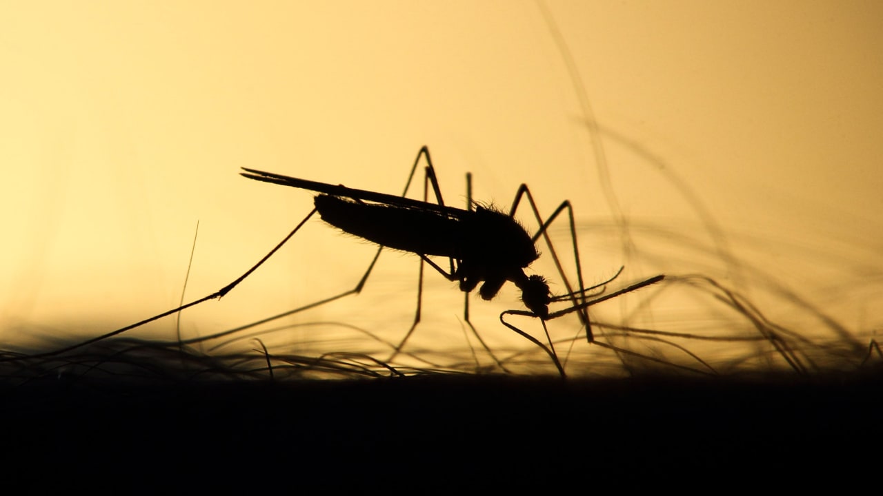 Dengue virus: Symptoms, treatment, and prevention for Dengue fever