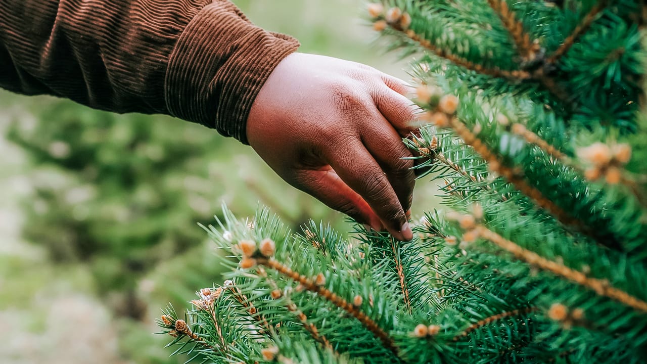 How to choose the most sustainable Christmas tree, real or artificial