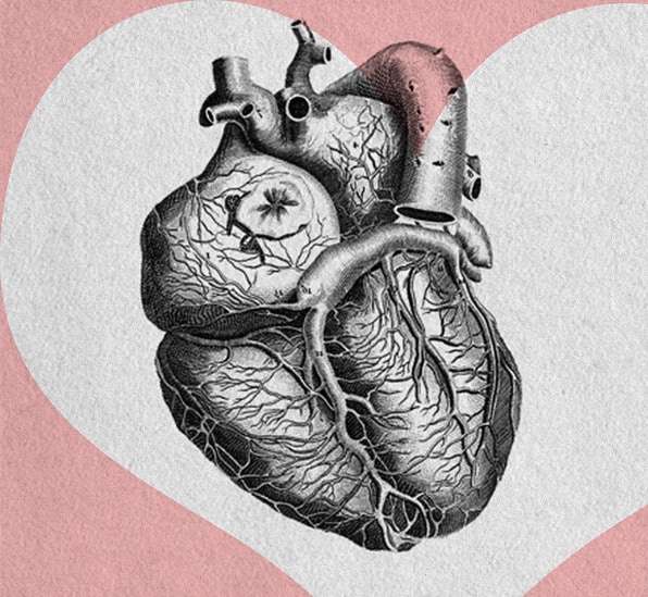 Scientists Grow A Human Heart From Stem Cells Scientists Grow A Human Heart From Stem Cells