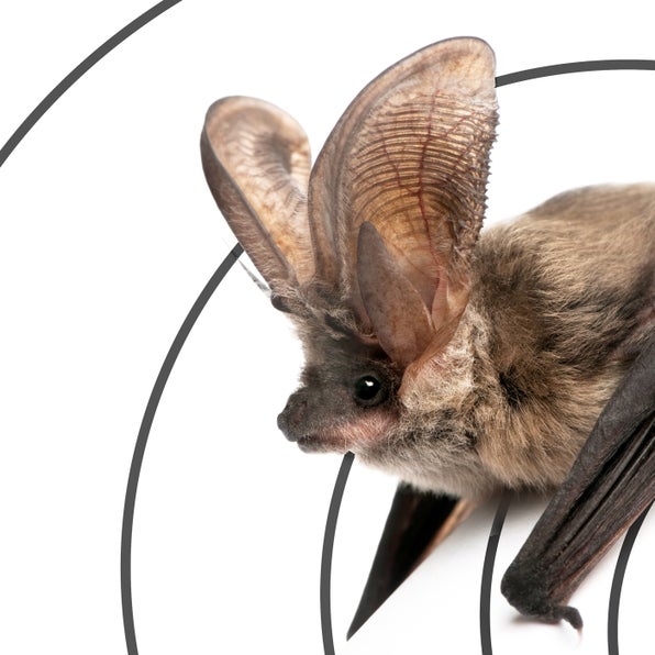 Scientists Teach Humans To Use Clicks To Navigate Like Bats
