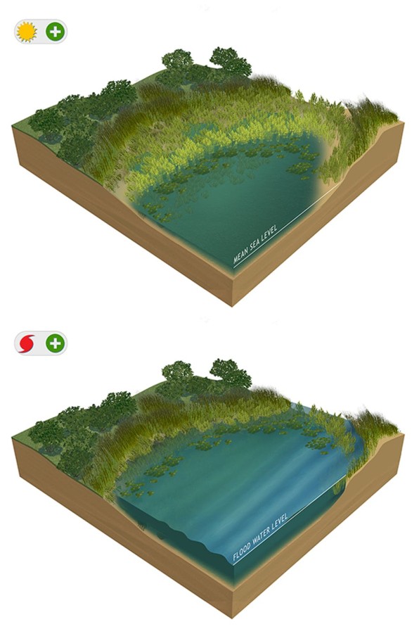 Wetlands Provide Hundreds Of Millions Of Dollars In Storm Protection