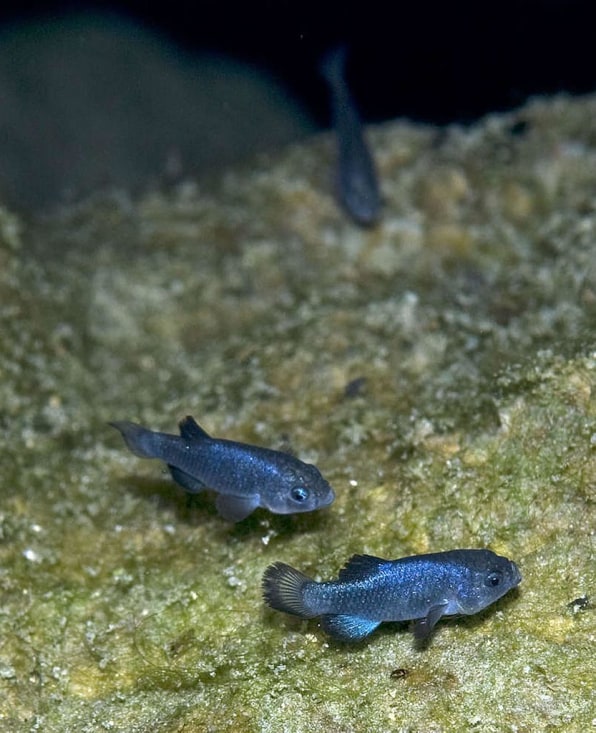 How A Quake In Alaska Moved The Rarest Fish To Spawn In Death Valley
