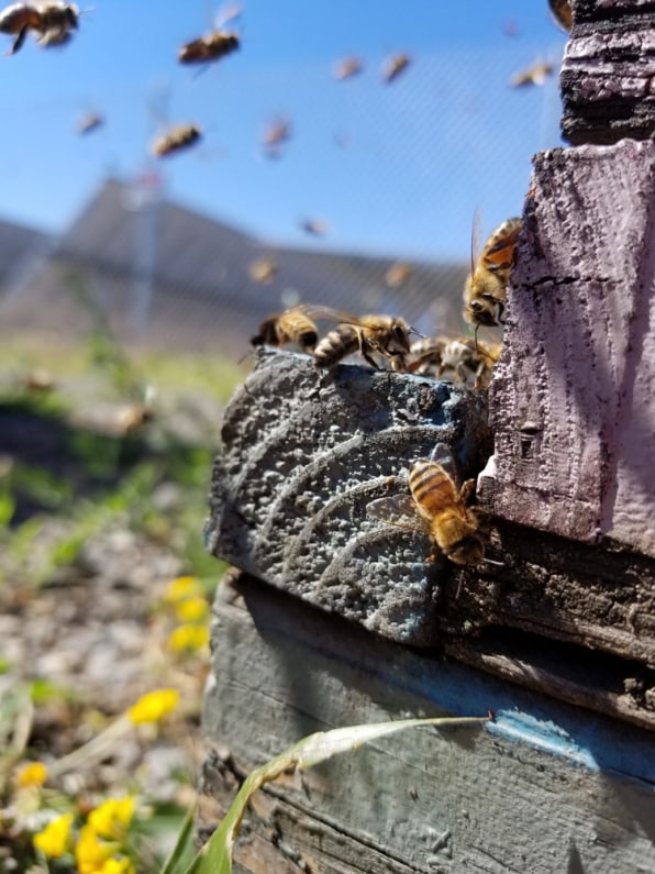 This new solar farm combines clean energy and beehives