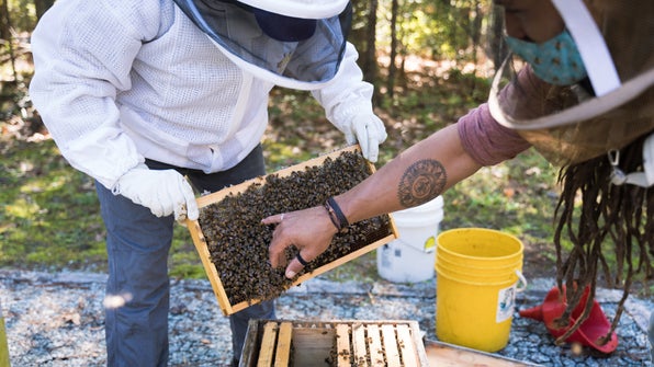 Airbnbee? Buddha Bee Apiary lets you host a beehive in your backyard