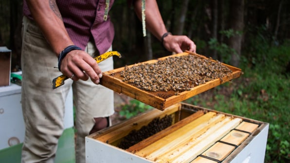 Airbnbee? Buddha Bee Apiary lets you host a beehive in your backyard