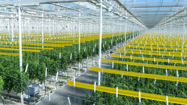 AppHarvest's indoor farm is turning Appalachia into a source of produc