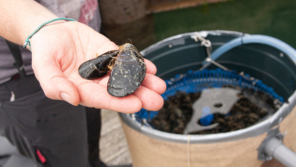 Mussels can be a natural filter to remove microplastics from the ocean