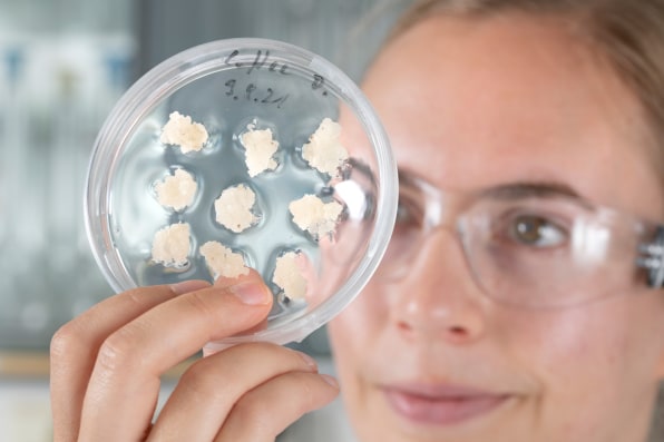 In Finland, scientists are growing coffee in bioreactors