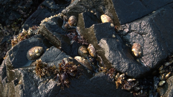 How warming West Coast waters changed the marine ecosystem