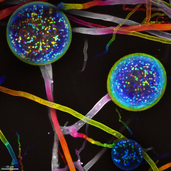 How you make a map of the trillions of miles of invisible fungus netwo