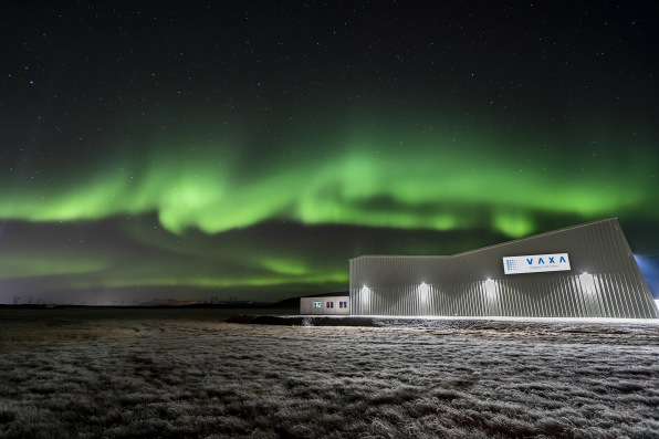 At Vaxa Technologies's vertical farm, carbon-neutral algae grows under