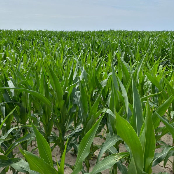 This startup uses volcanic rock dust to capture carbon on farms