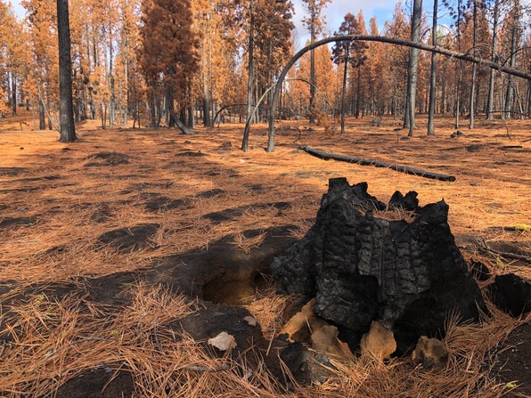Can we end megafires? These companies are trying