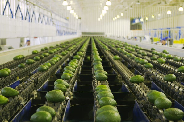This scanner beams light into an avocado to tell you if it’s ripe