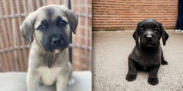 Dogs generated with Stable Diffusion help adoption of real puppies