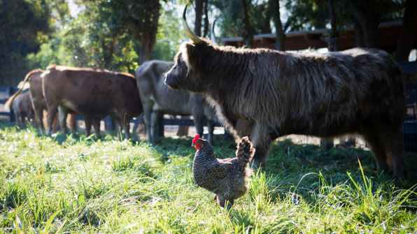 How Apricot Lane Farms restored its soil