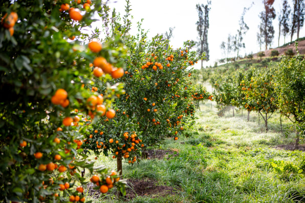 How Apricot Lane Farms restored its soil