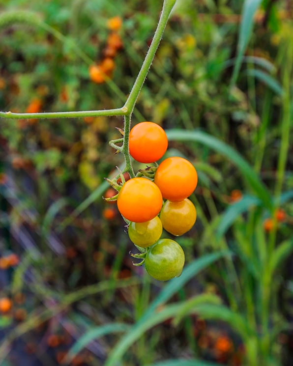This restaurant group grows 50,000 pounds of seasonal produce on its o