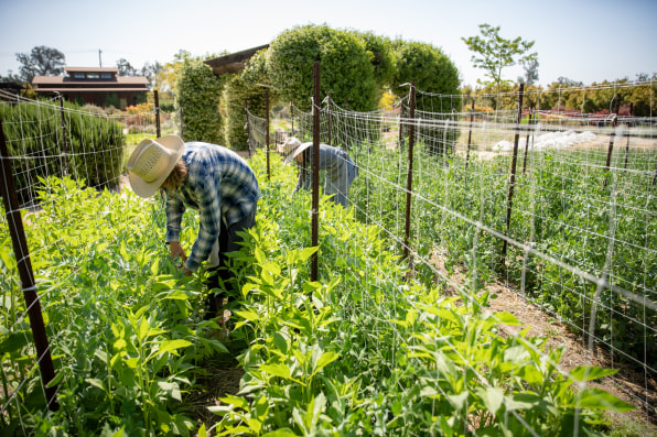 How Apricot Lane Farms restored its soil