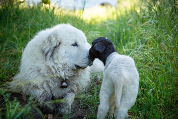 How Apricot Lane Farms restored its soil