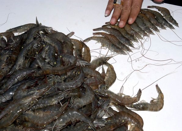 Shrimp farming is an ethical nightmare, but a new wave of alternatives