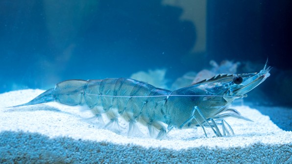 Shrimp farming is an ethical nightmare, but a new wave of alternatives