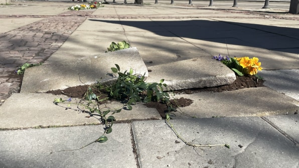 Why activists turned this busted sidewalk into a flourishing garden